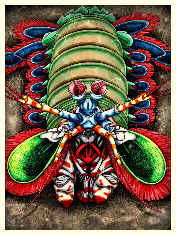 Top 10 mantis shrimp art ideas and inspiration
